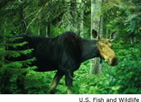 Moose - Alces alces - NatureWorks