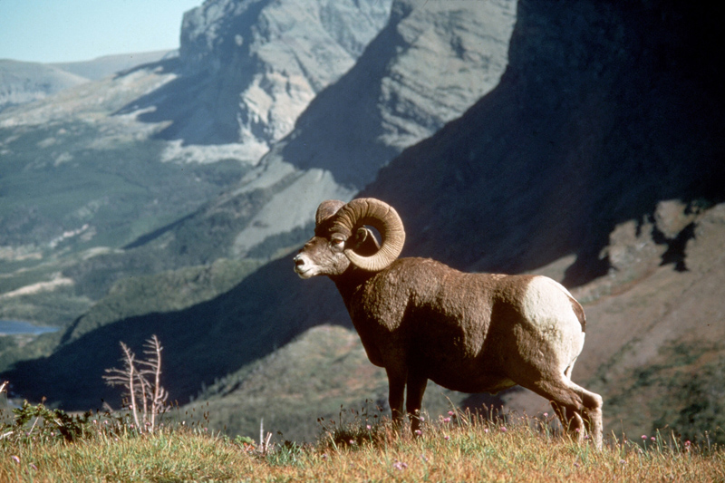 Big Horn Sheep - Ovis canadensis - NatureWorks