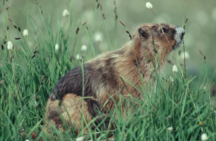 Olympic Marmot - Marmota olympus | Wildlife Journal Junior