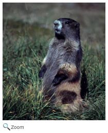 Olympic Marmot - Marmota olympus | Wildlife Journal Junior