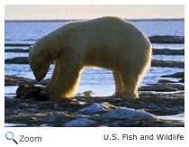 Polar Bear - Ursus maritimus | Wildlife Journal Junior