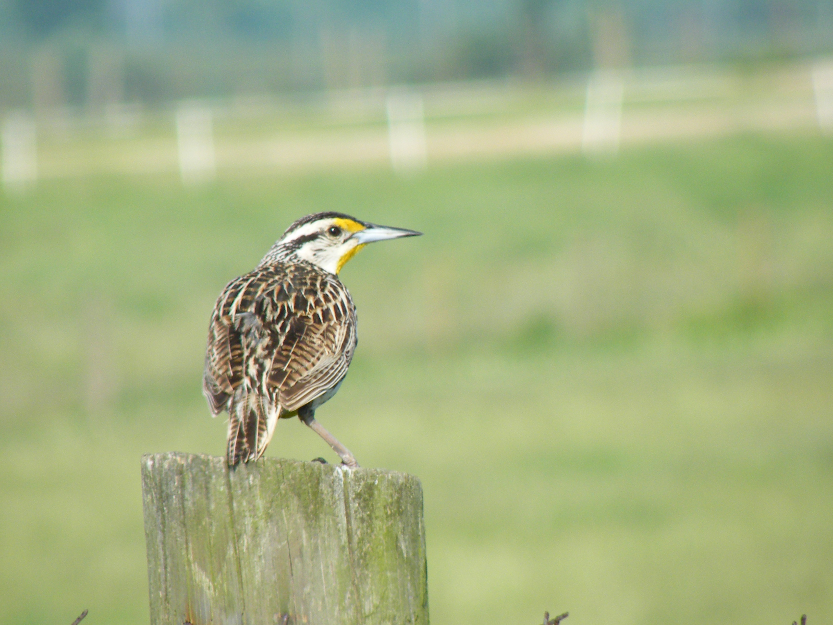Plight of the Grassland Birds