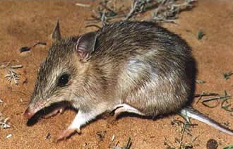 Zoology - Peramelidae (bandicoots and echymiperas) | Science ...