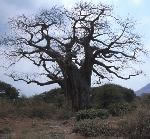 Malvales - NatureWorks