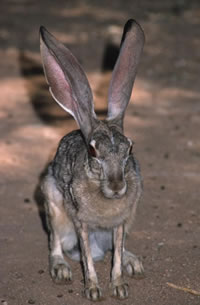 Black-tailed Jackrabbit- Lepus californicus - NatureWorks