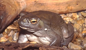 Colorado River Toad - Bufo alvarius - NatureWorks