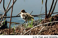 Common Snipe - Gallinago gallinago - NatureWorks