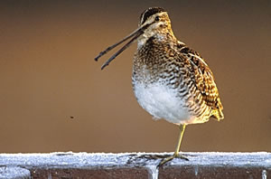 Common Snipe - Gallinago gallinago - NatureWorks