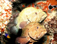 Bony Fish - NatureWorks