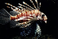 Bony Fish - NatureWorks