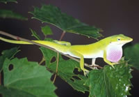 Green Anole - Anolis carolinensis - NatureWorks