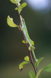 Green Anole - Anolis carolinensis - NatureWorks