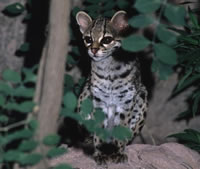 Margay - Leopardus wiedii - NatureWorks