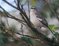 Northern Mockingbird - Mimus polyglottos - NatureWorks