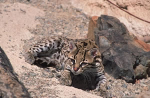 Ocelot - Leopardus pardalis - NatureWorks