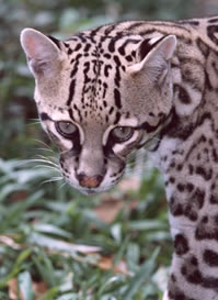 Ocelot - Leopardus pardalis - NatureWorks