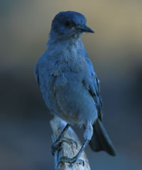 Pinyon Jay - Gymnorhinus cyanocephalus - NatureWorks
