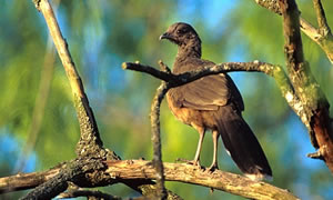 Plain Chachalaca - Ortalis vetula - NatureWorks