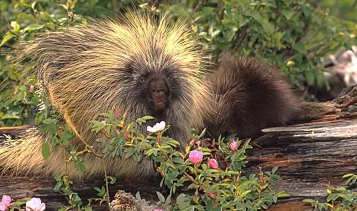 Erethizon dorsatum (North American porcupine)