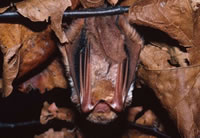Red Bat - Lasiurus borealis - NatureWorks