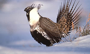 Sage Grouse - Centrocercus urophasianus - NatureWorks