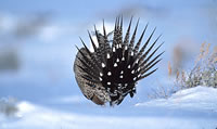 Sage Grouse - Centrocercus urophasianus - NatureWorks