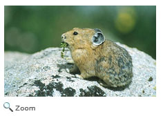 American Pika - Ochotona princeps | Wildlife Journal Junior