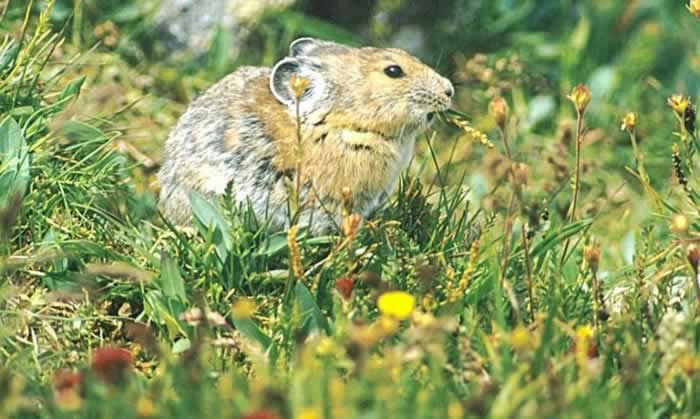 American Pika - Ochotona princeps | Wildlife Journal Junior