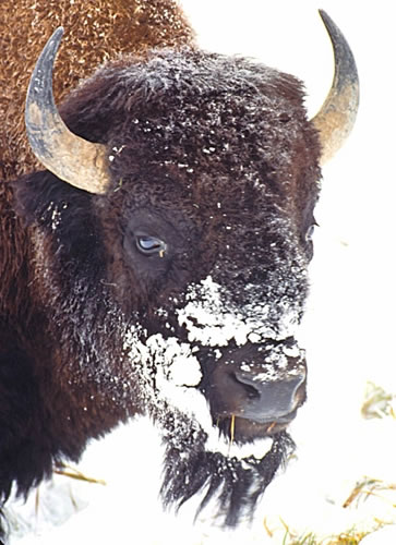 American Bison - Bison bison | Wildlife Journal Junior