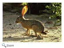 Black-tailed Jackrabbit- Lepus californicus | Wildlife Journal Junior