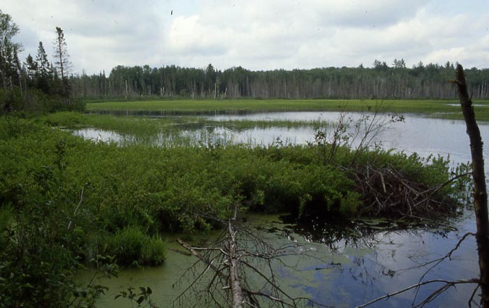 Fens | Wildlife Journal Junior