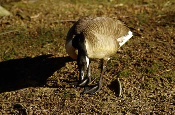 Canada Goose - Branta canadensis | Wildlife Journal Junior