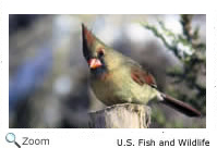 Northern Cardinal - Cardinalis cardinalis | Wildlife Journal Junior