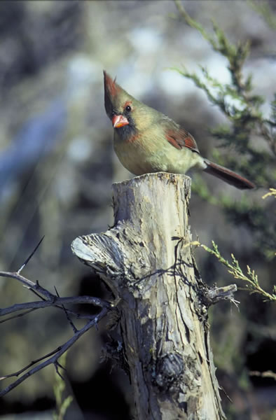 Northern Cardinal - Cardinalis cardinalis | Wildlife Journal Junior
