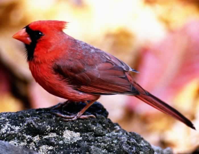 Northern Cardinal - Cardinalis cardinalis | Wildlife Journal Junior
