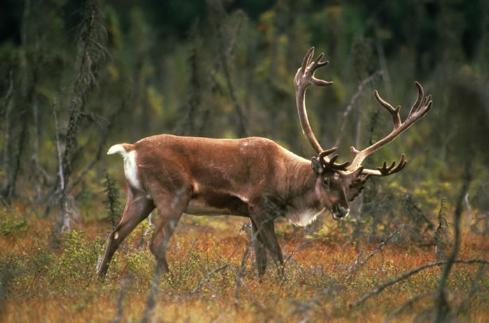 Caribou - Rangifer tarandus | Wildlife Journal Junior