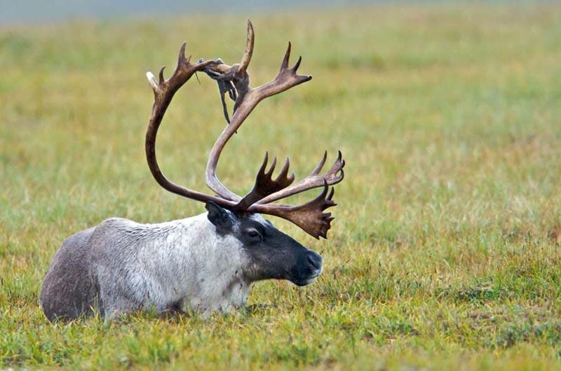 Caribou - Rangifer tarandus - NatureWorks