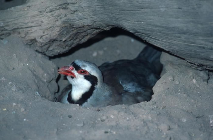 Chukar - Alectoris chukar | Wildlife Journal Junior