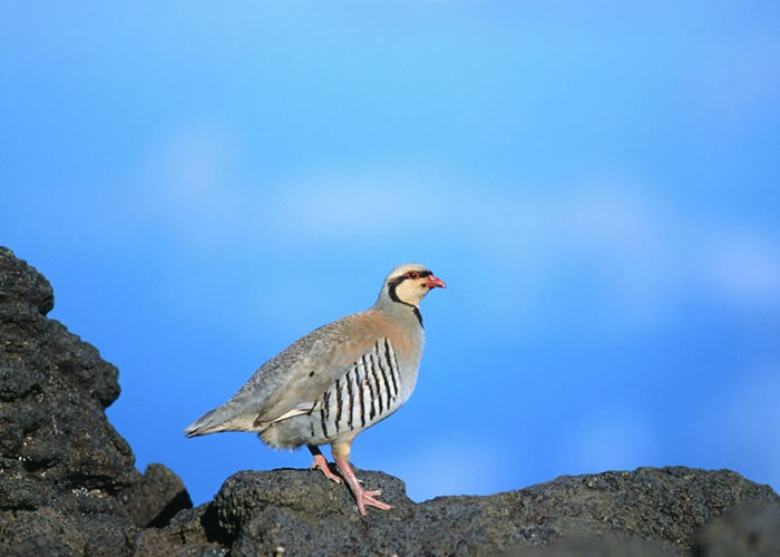 Chukar - Alectoris chukar | Wildlife Journal Junior