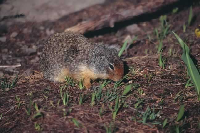 Columbian Ground Squirrel - Spermophilus columbianus | Wildlife Journal ...