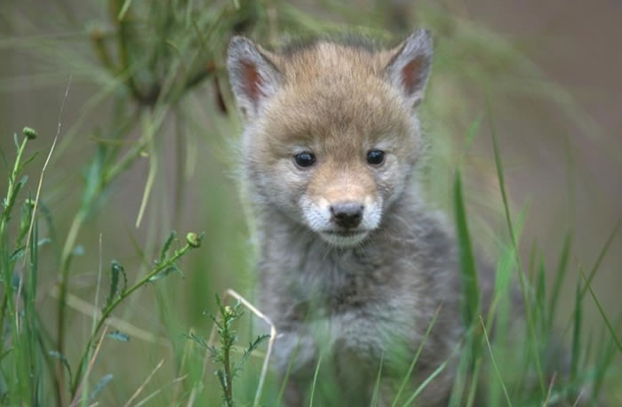 Coyote - Canis latrans | Wildlife Journal Junior