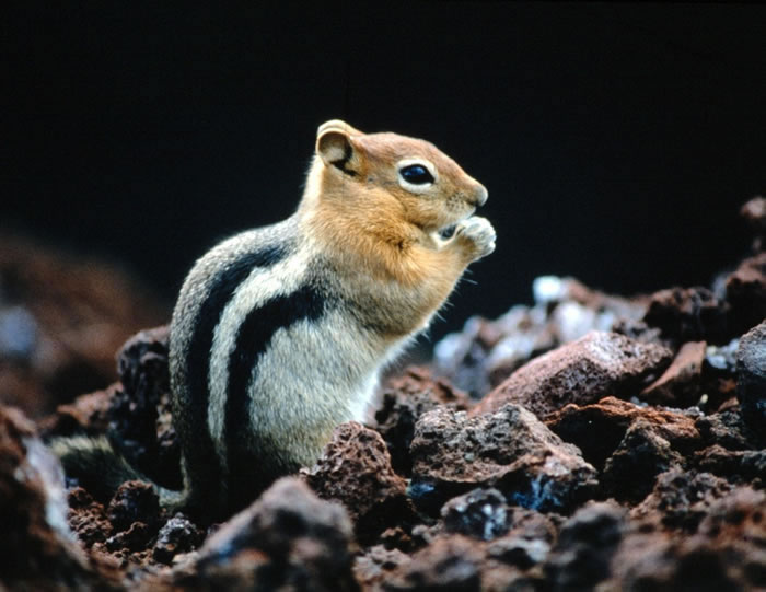 Eastern Chipmunk