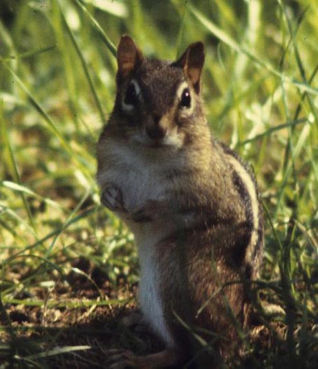 Eastern Chipmunk - Tamias striatus | Wildlife Journal Junior