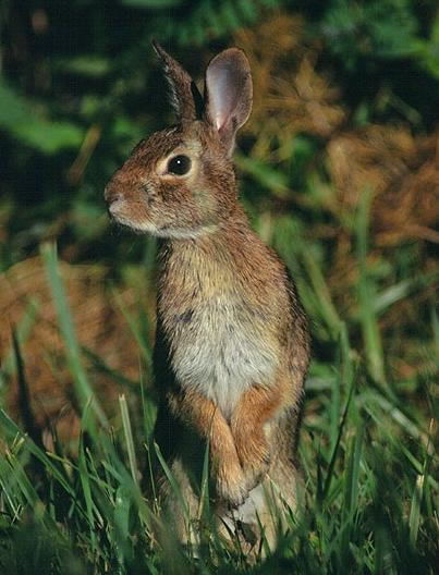 Eastern Cottontail - Sylvilagus floridanus | Wildlife Journal Junior