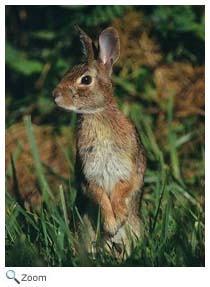 Eastern Cottontail - Sylvilagus floridanus | Wildlife Journal Junior