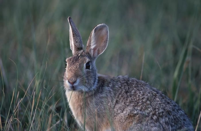Eastern Cottontail - Sylvilagus floridanus | Wildlife Journal Junior