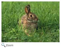 Eastern Cottontail - Sylvilagus floridanus | Wildlife Journal Junior