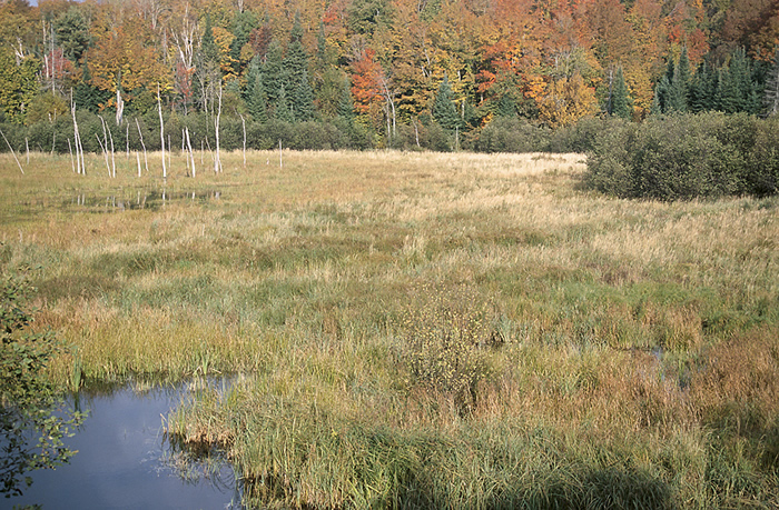 Fens | Wildlife Journal Junior