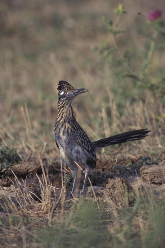 Greater Roadrunner - Geococcyx californianus | Wildlife Journal Junior