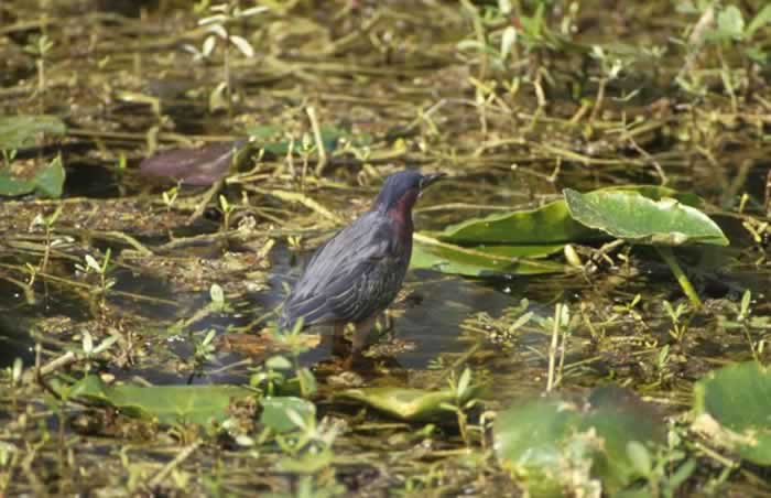 Estuaries | Wildlife Journal Junior